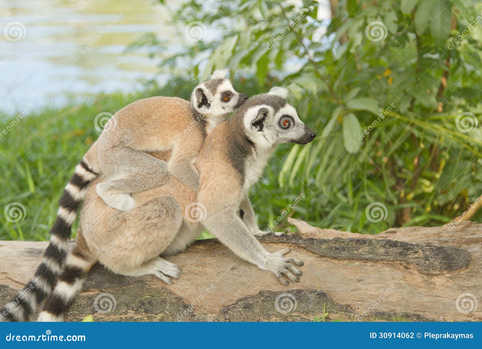 Lemur Family in the Open Zoo Stock Photo - Image of tail, primate: 30914062