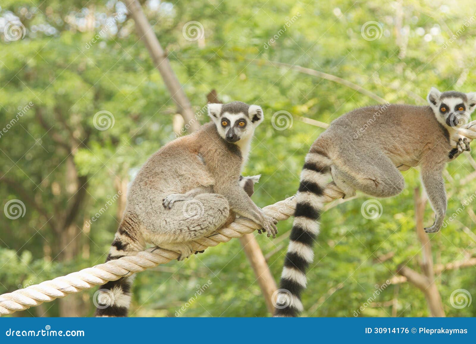 Lemur Family in the Open Zoo Stock Photo - Image of vertical, fluffy ...