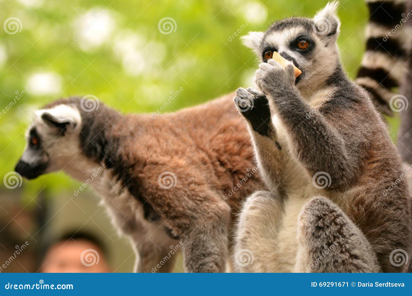Lemur family on walk stock image. Image of fluffy, funny - 69291671