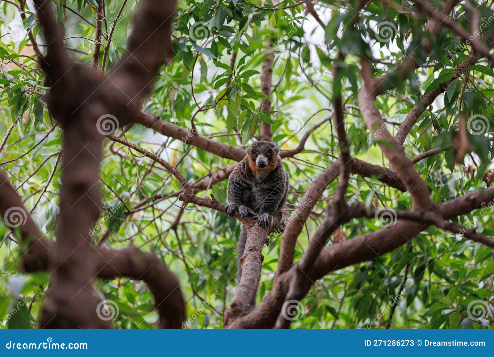 Lemur with Grey Fur Above a Tree Branch Stock Image - Image of ...
