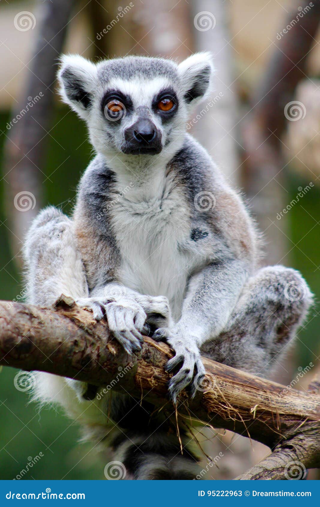 Lemur stock image. Image of animals, facial, expressions - 95222963