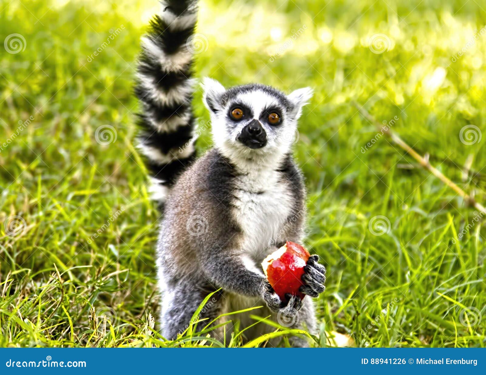Lemur having apple lunch stock photo. Image of outdoors - 88941226