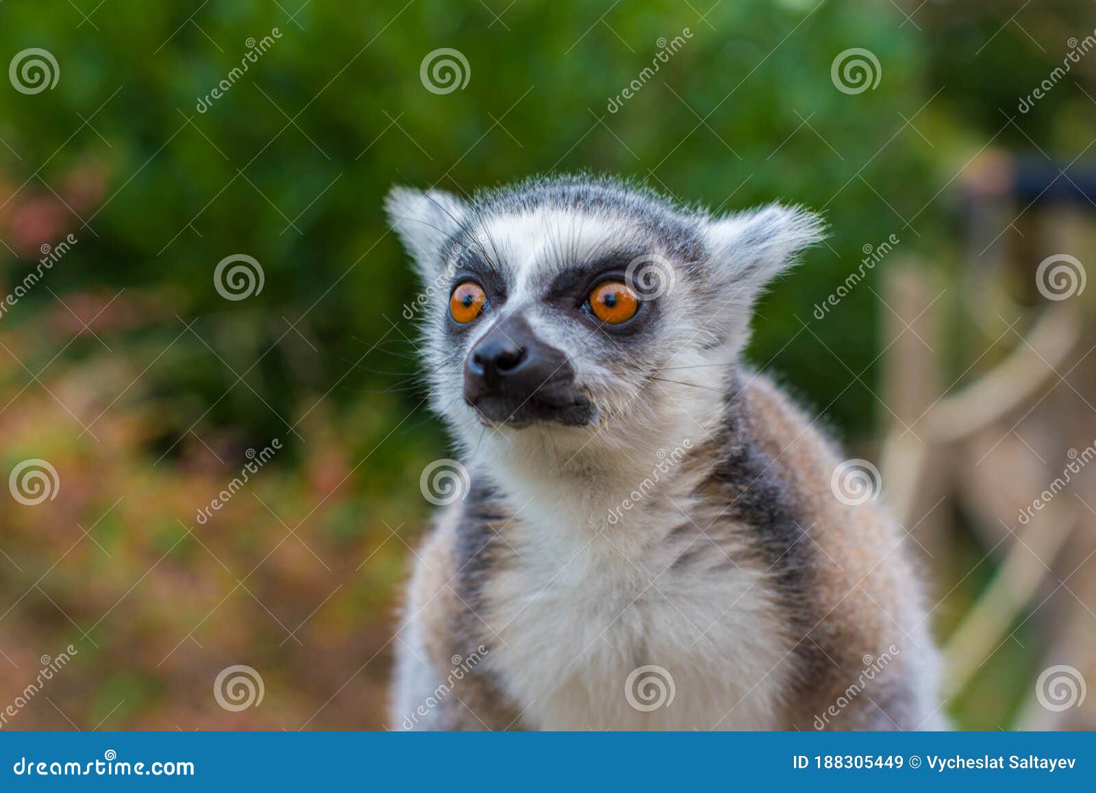 Lemur head close up stock image. Image of portrait, katta - 188305449