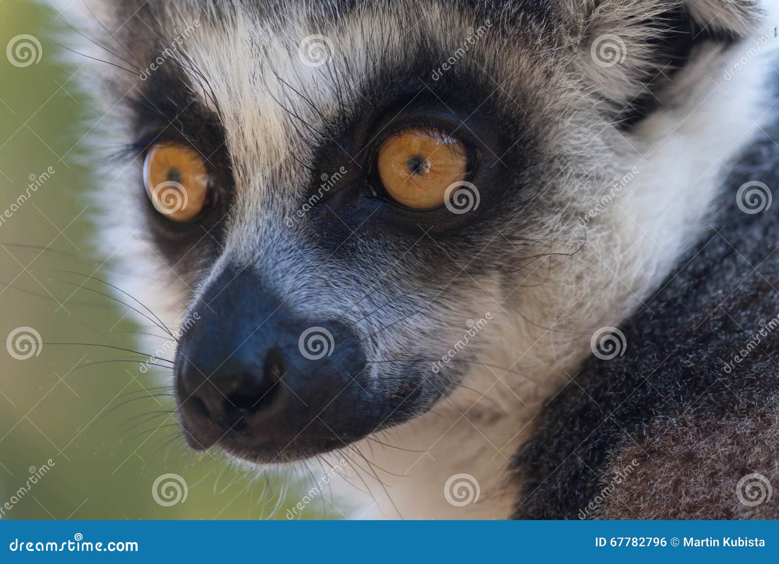 Lemur stock photo. Image of eyes, nose, lemur, detail - 67782796