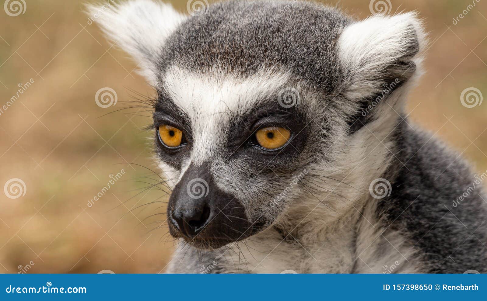 Lemur Head Portrait Half Frontal Stock Photo - Image of small ...