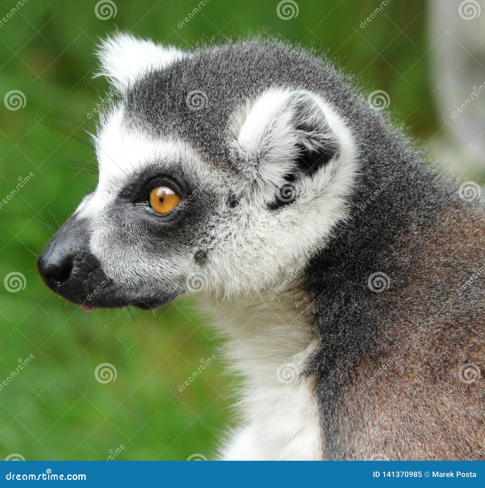 Lemur stock image. Image of wild, nature, lemur, ringtailed - 141370985