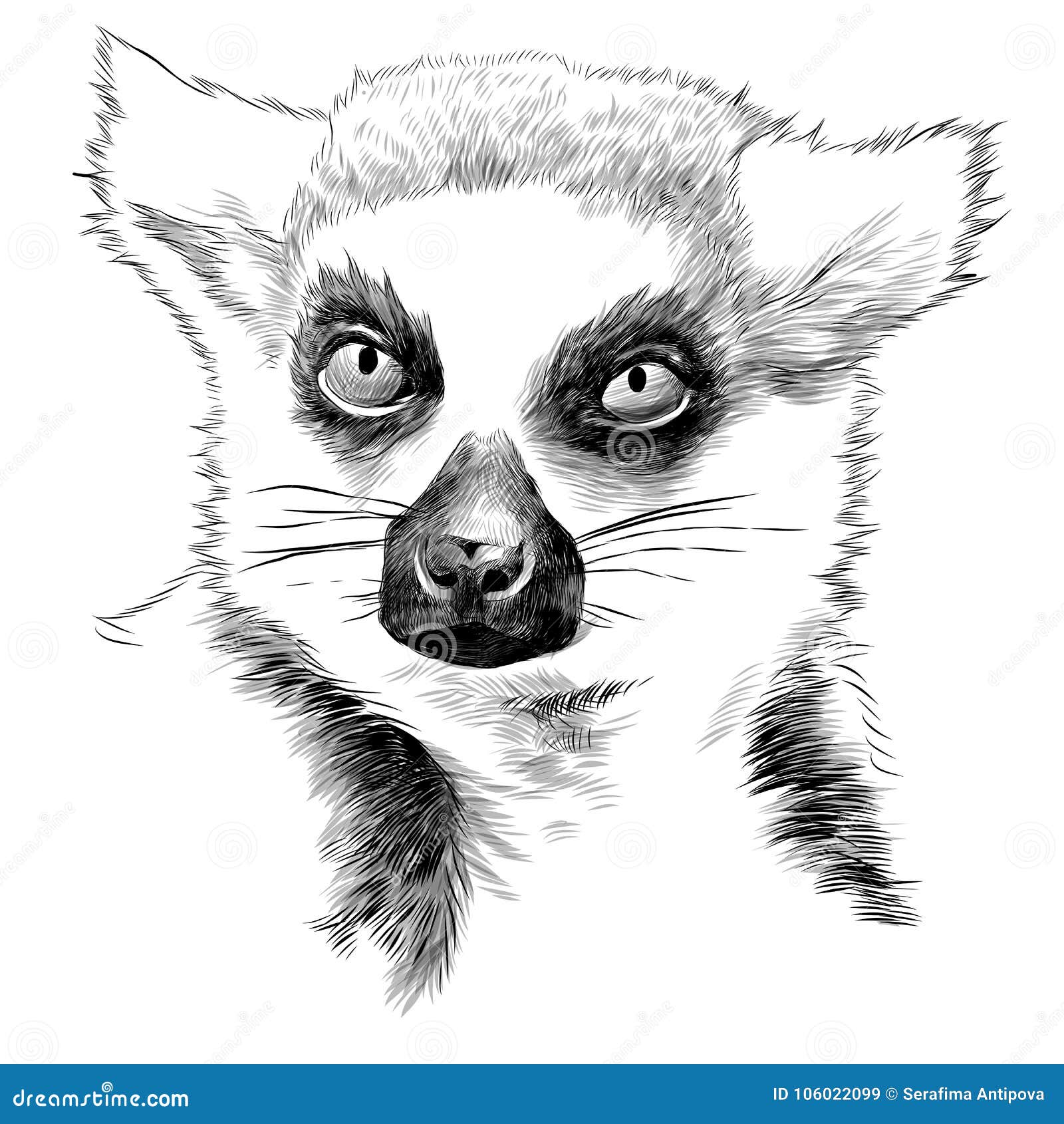 Lemur head sketch vector stock vector. Illustration of style - 106022099