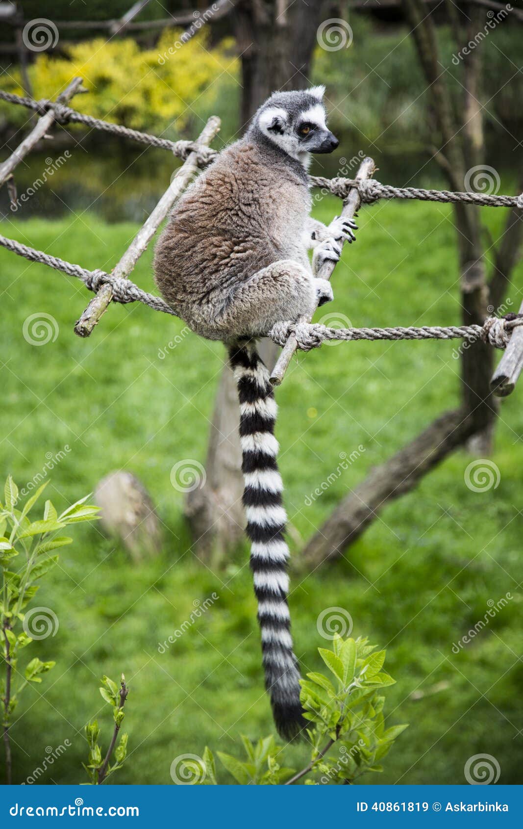 Lemur. stock image. Image of cute, animal, lemuridae - 40861819