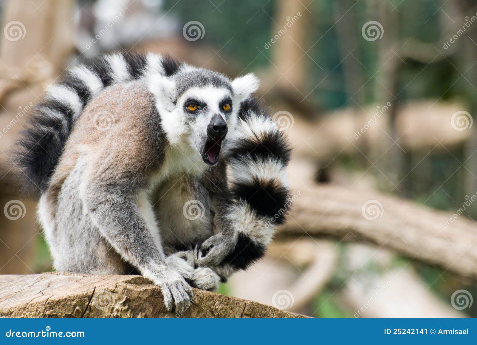 Angry Lemur Royalty-Free Stock Photo | CartoonDealer.com #9521739