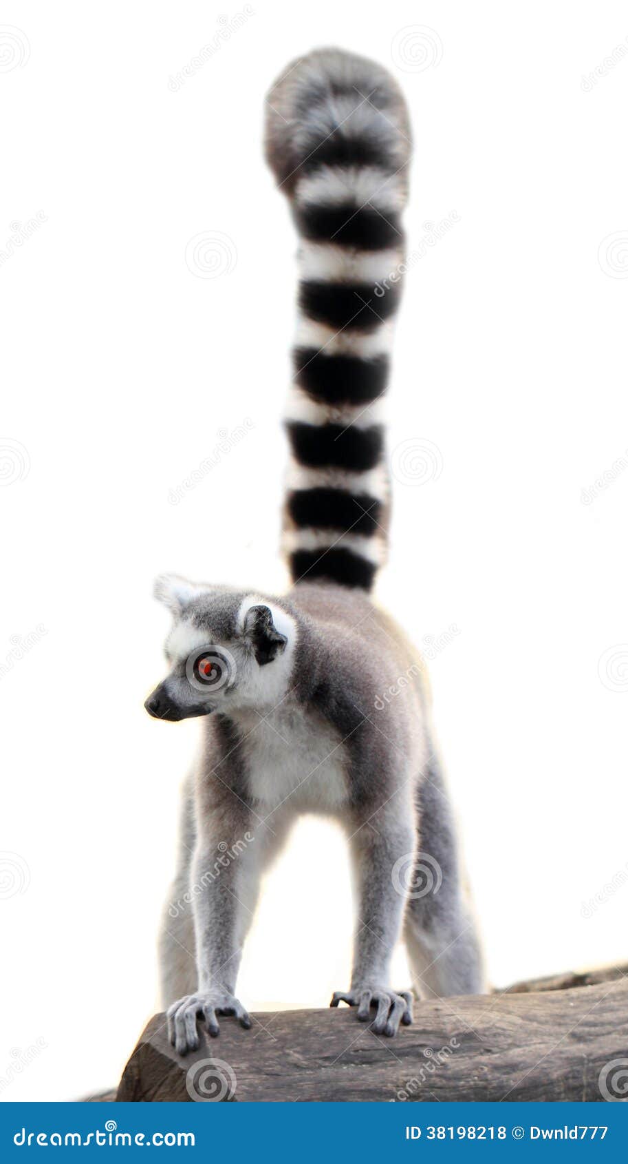 Lemur isolated stock photo. Image of small, monkey, nature - 38198218