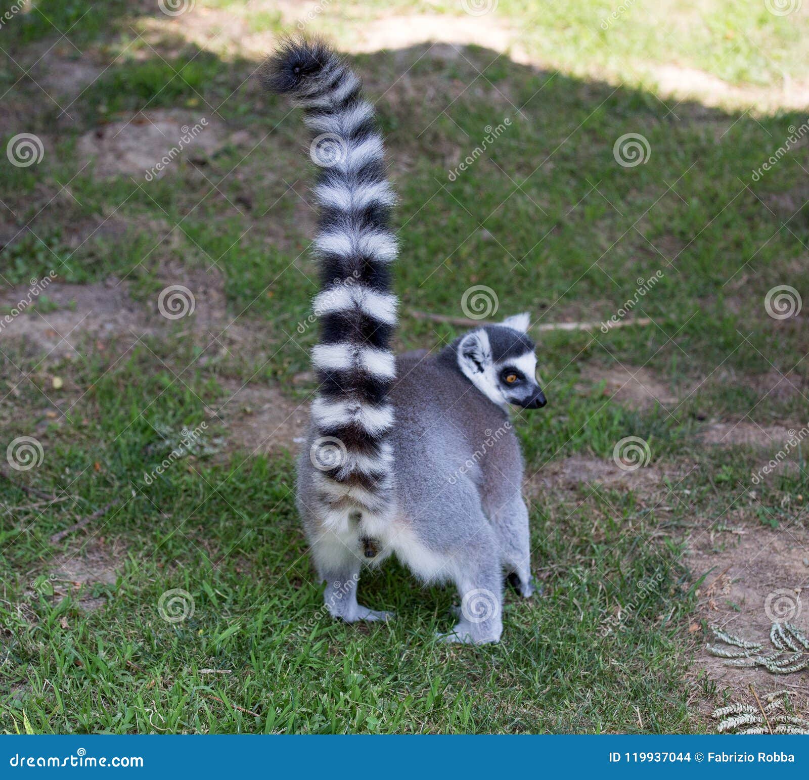 Lemur Isolated On White Background. Portrait Of Ring-tailed Lemur ...