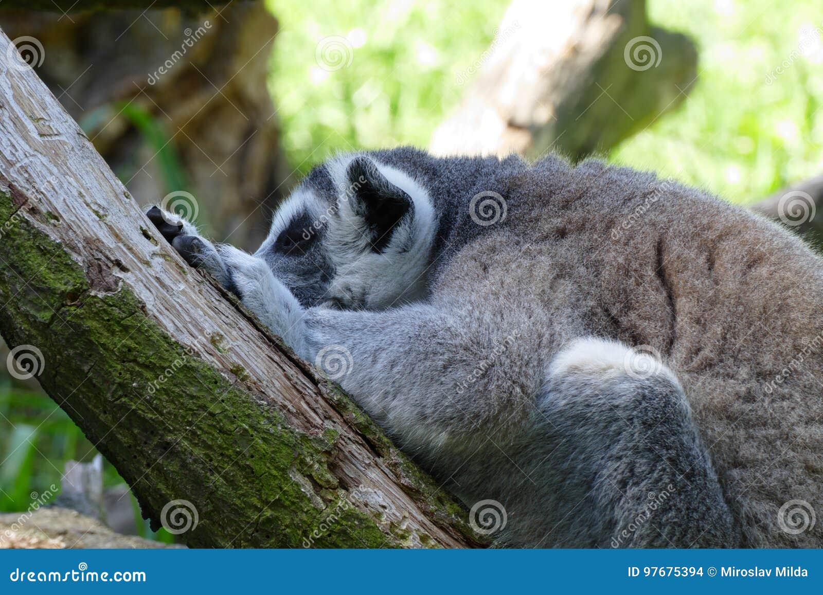 Lemur kata stock photo. Image of tree, head, spleeping - 97675394