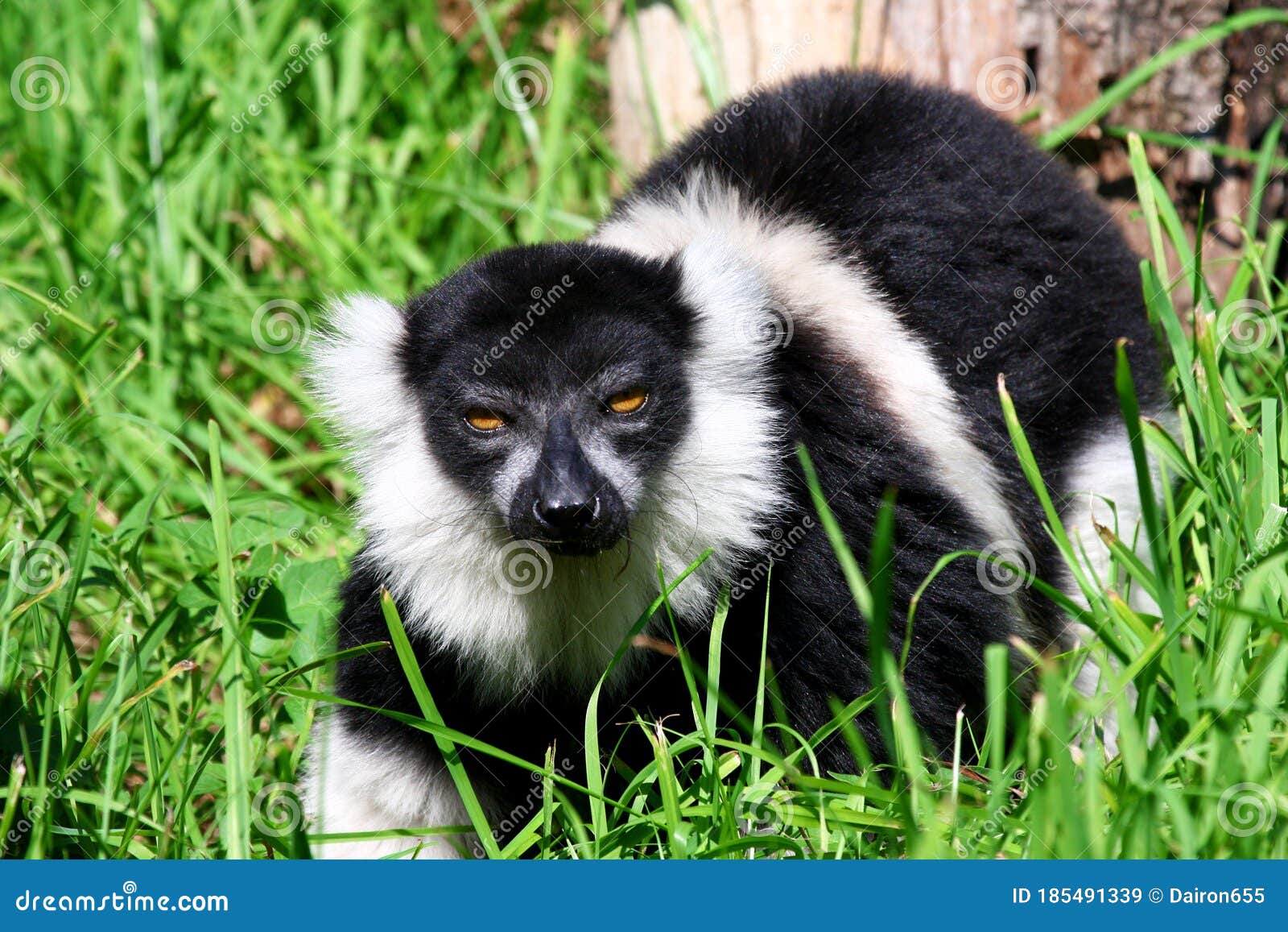 Katta In The Zoo Stock Photo | CartoonDealer.com #124482660