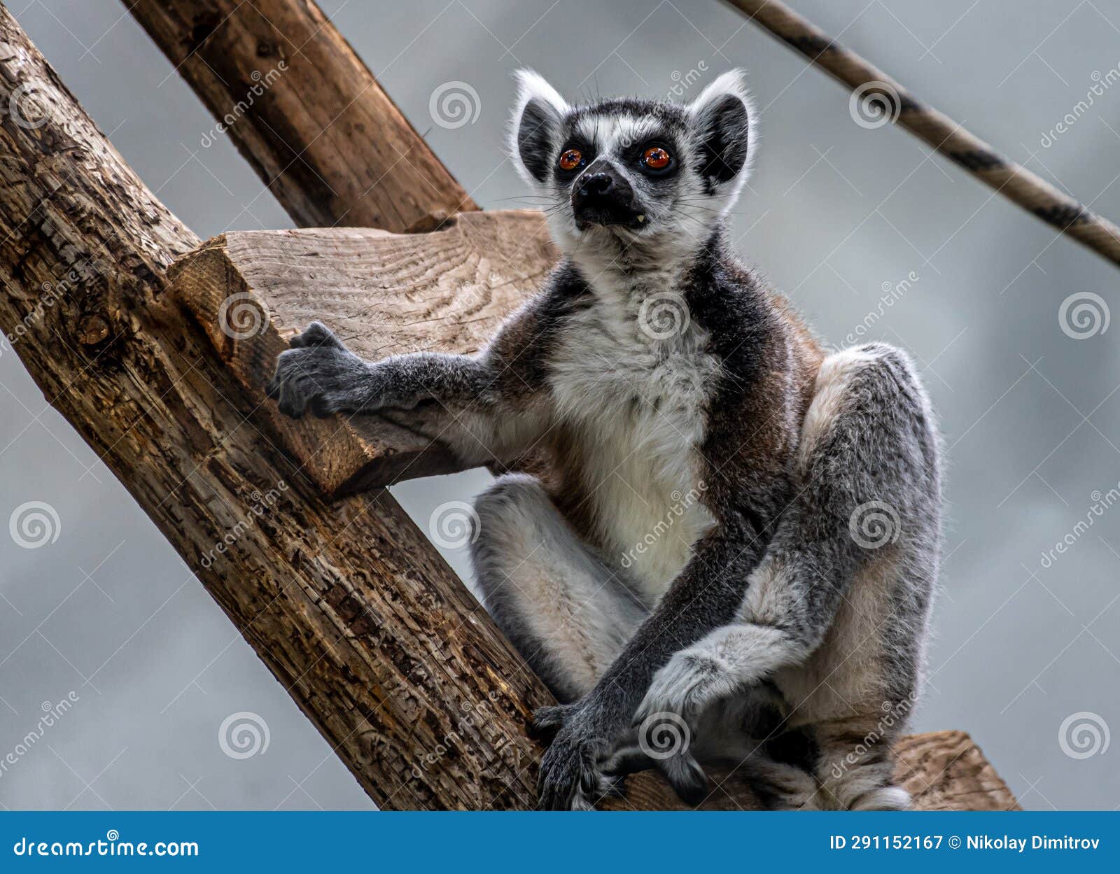 Lemur on a ladder stock image. Image of macaque, primate - 291152167