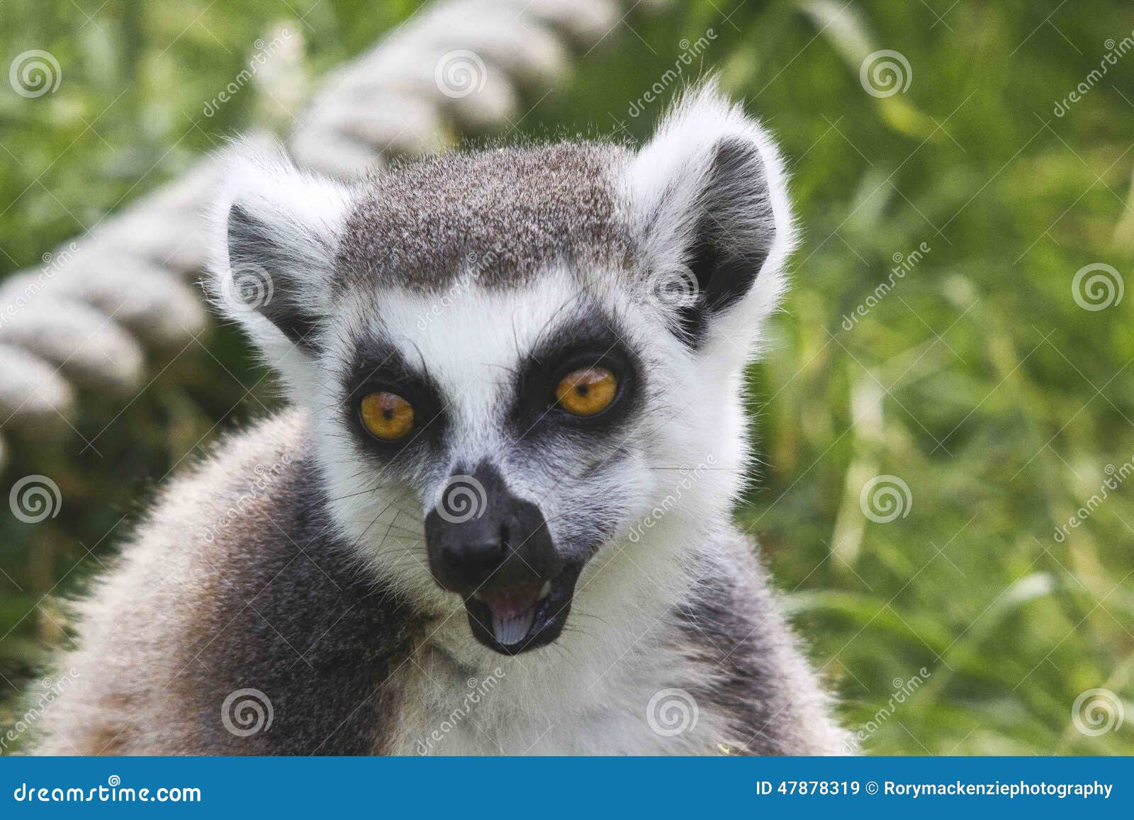 Lemur Laugh stock image. Image of africa, tail, smiling - 47878319