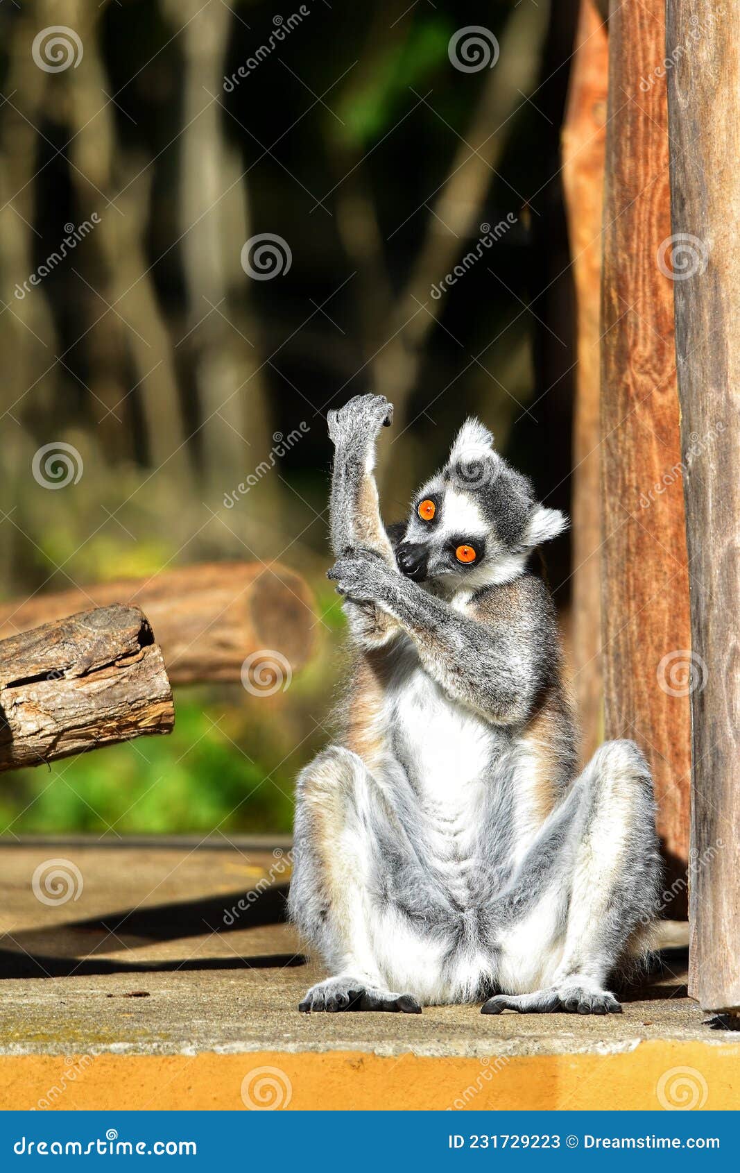 Lemur learns sign language stock image. Image of tree - 231729223