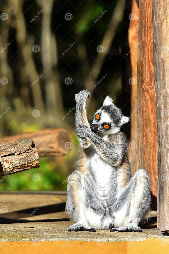 Lemur learns sign language stock image. Image of tree - 231729223
