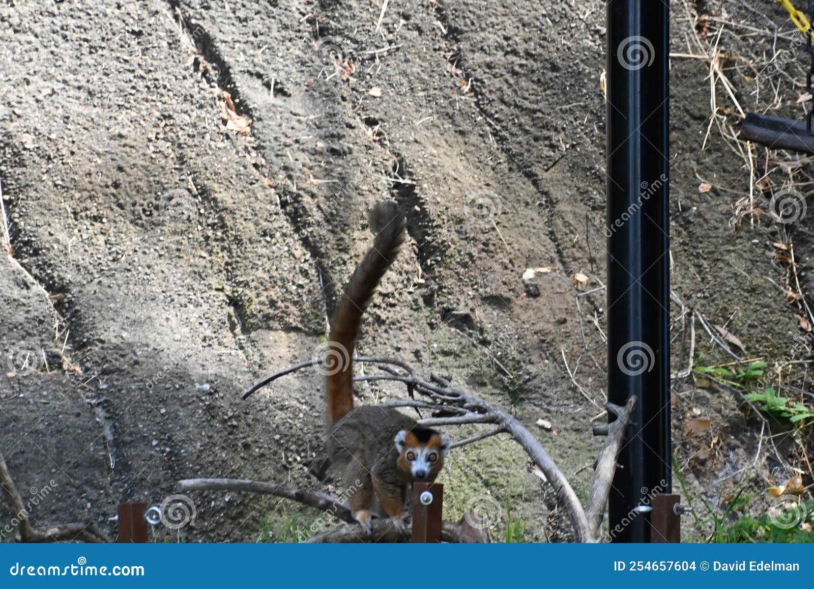 Lemur Lemures or Ghost Spirit 15 Stock Photo - Image of monkeys ...
