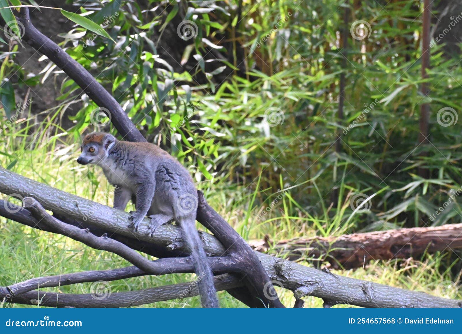 Lemur Lemures or Ghosts Spirts 16 Stock Photo - Image of distinct ...