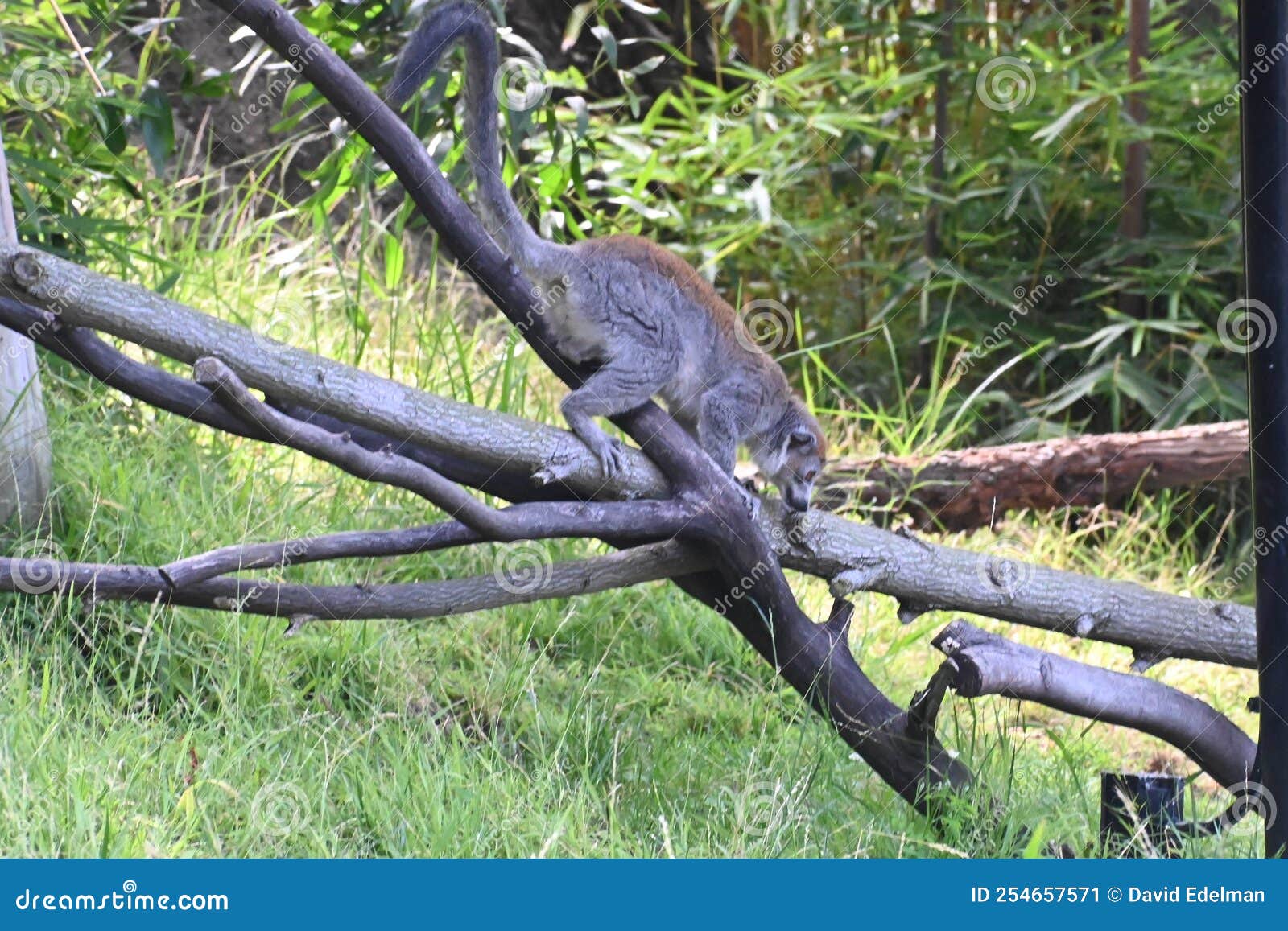 Lemur Lemures or Ghost Spirit 6 Stock Image - Image of evolved, seasons ...