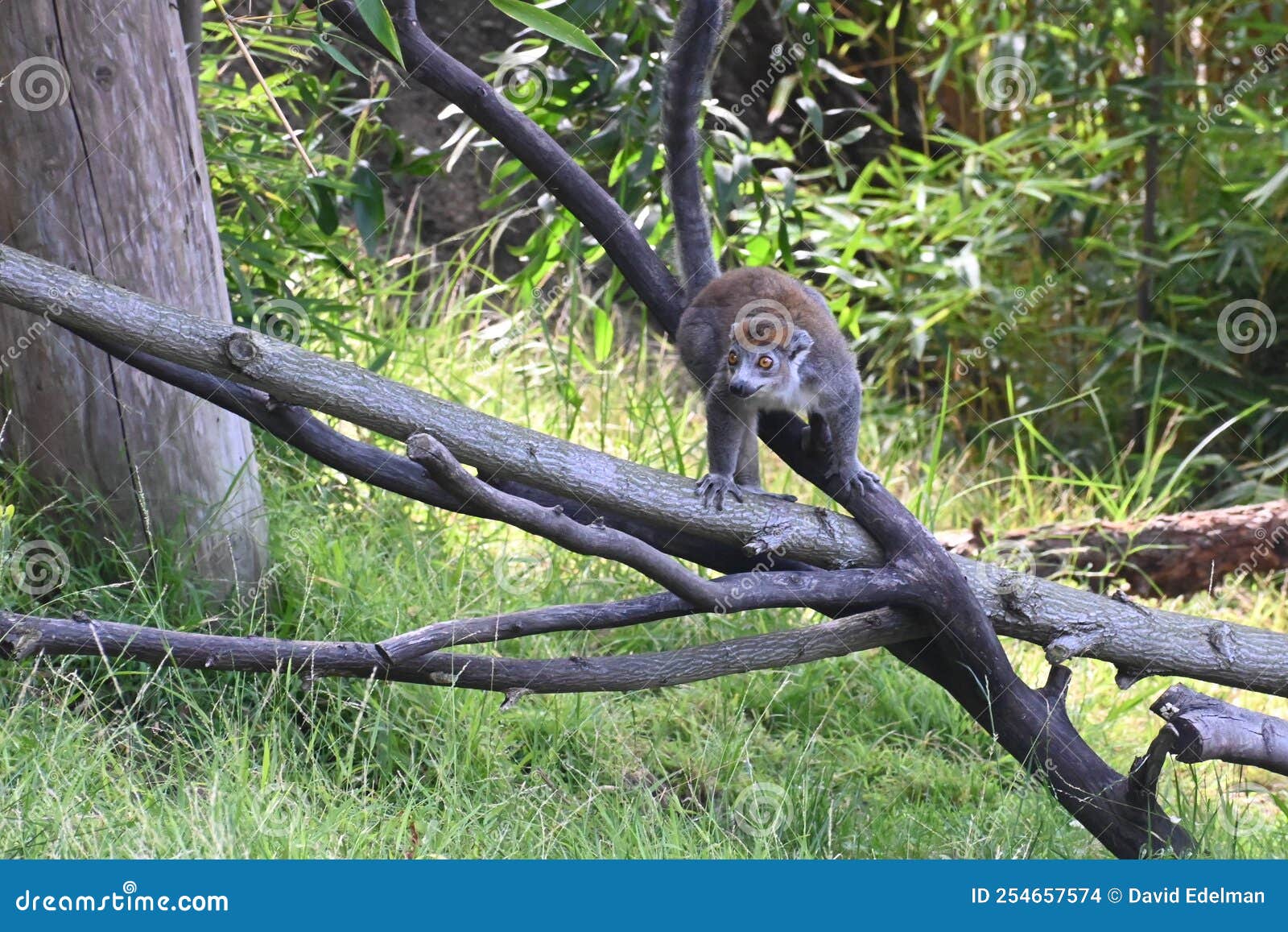 Lemur Lemures or Ghost Spirit 8 Stock Photo - Image of evolved ...
