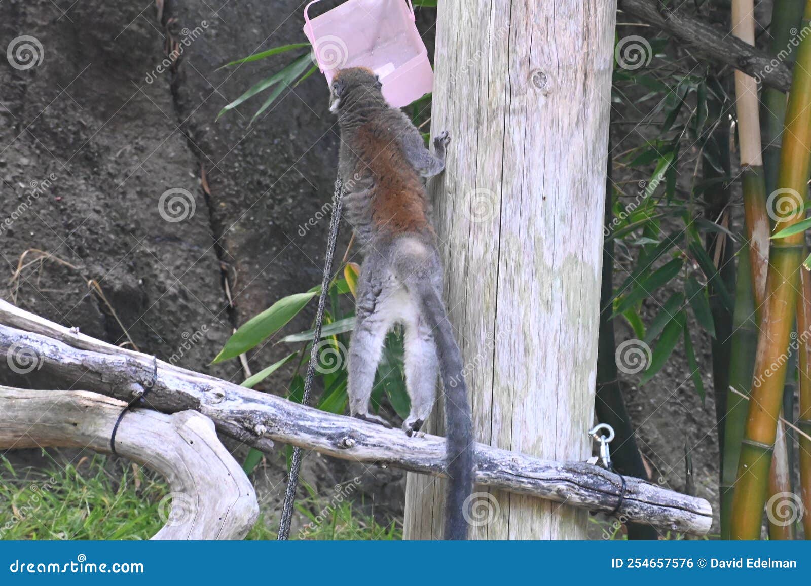 Lemur Lemures or Ghost Spirit 9 Stock Photo - Image of ghost, evolve ...