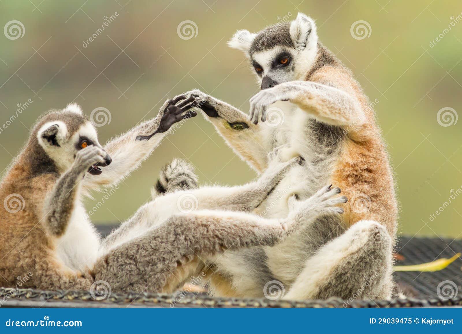 The Lemur (Lemuriformes) Playing Stock Image - Image of mammal, black ...