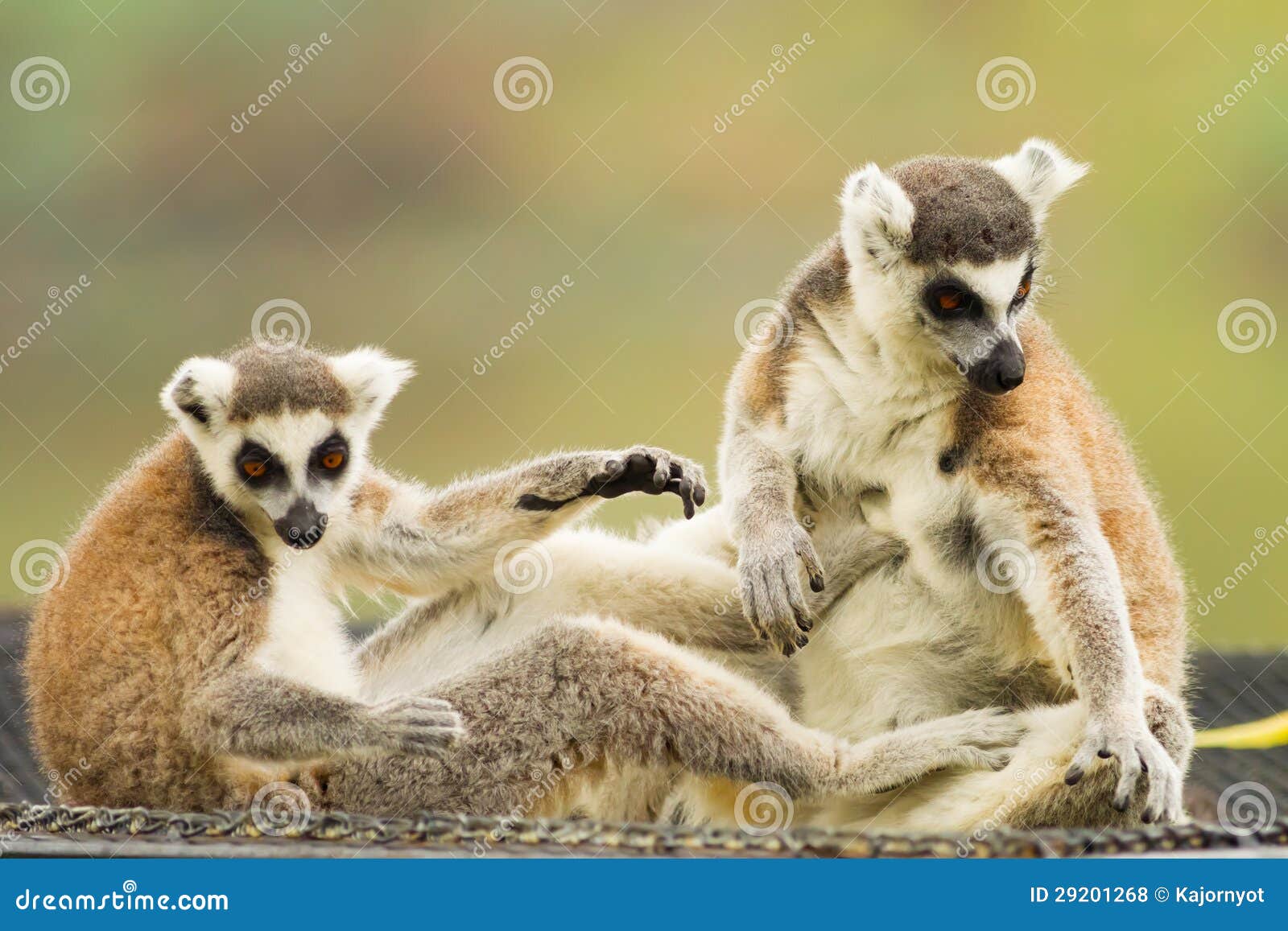 The Lemur (Lemuriformes) Climb Royalty-Free Stock Photography ...