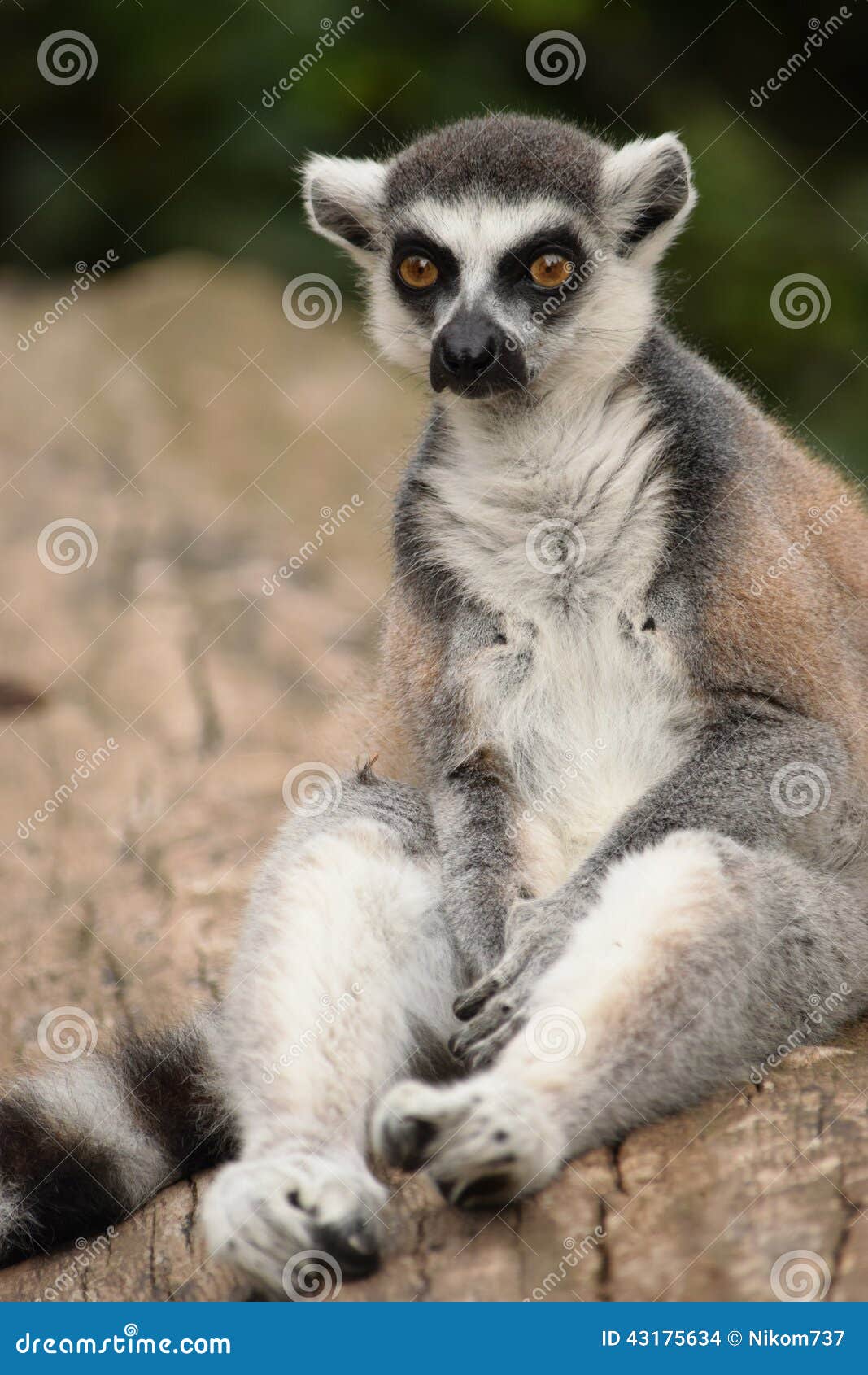 Lemur. stock photo. Image of africa, tail, summer, nature - 43175634