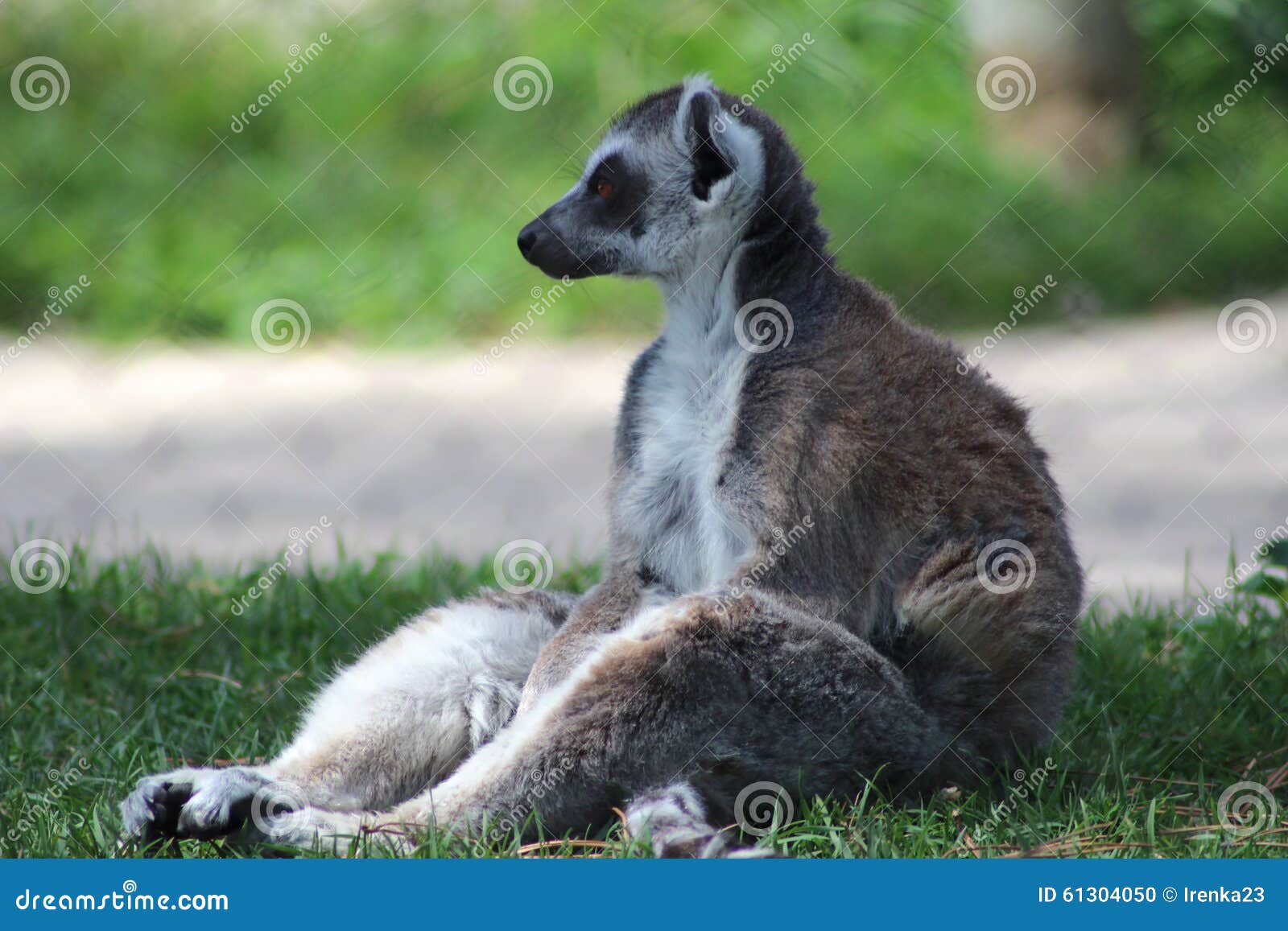 Lemur. stock photo. Image of nature, canon, wildlife - 61304050