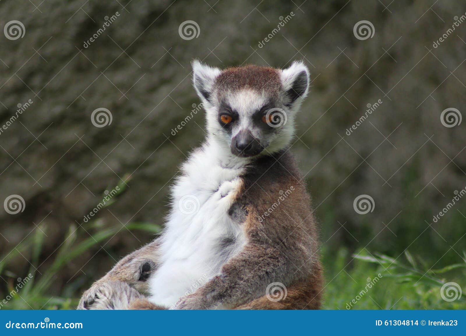 Lemur. stock photo. Image of landscape, looks, animal - 61304814