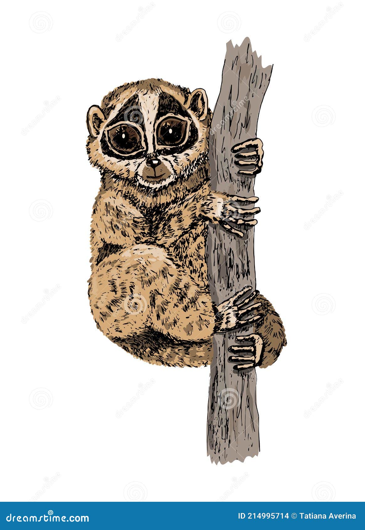 Set Of Loris On Tree Branches. Cute Lorises Vector Illustration ...