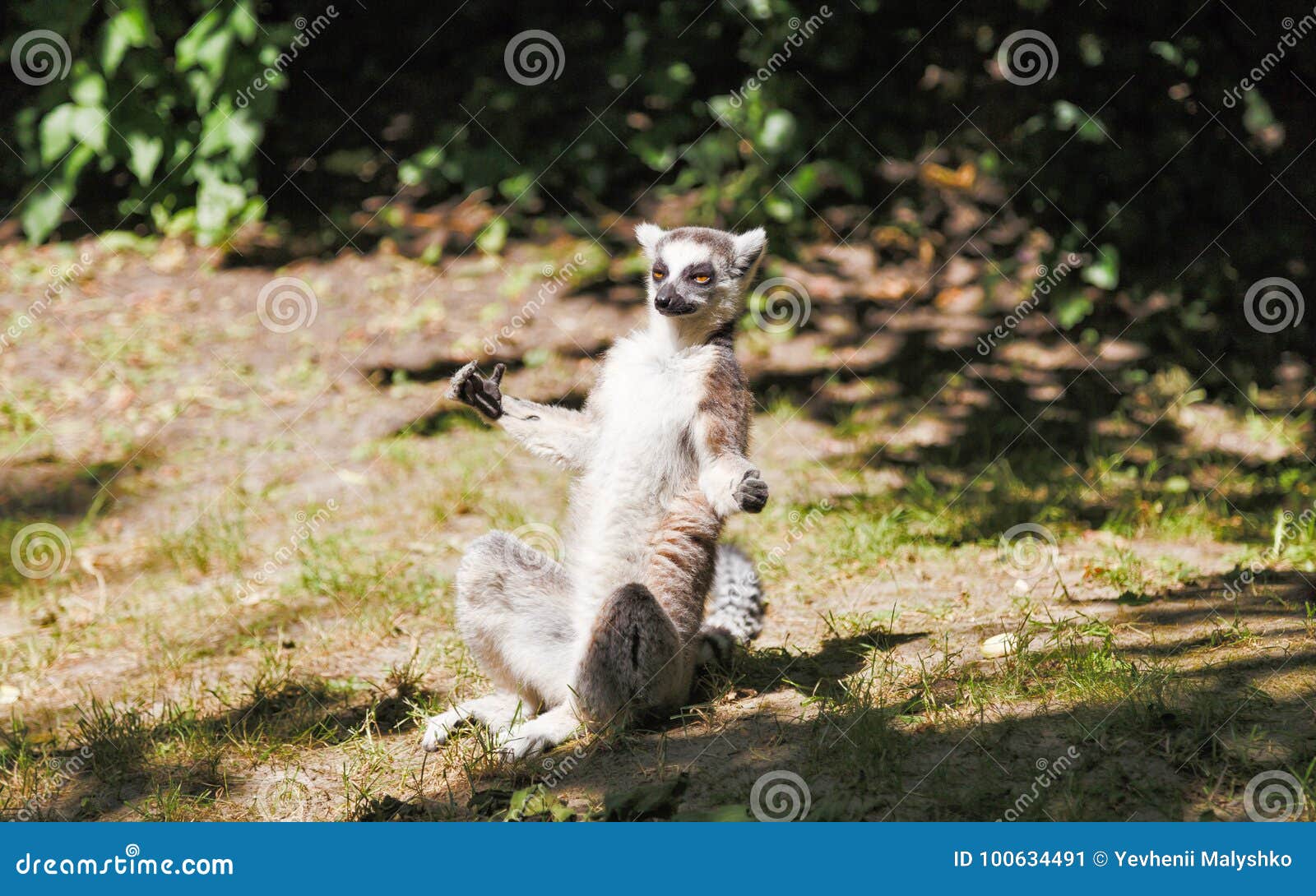 Lemur Meditates in the Park Stock Image - Image of watching, mammal ...