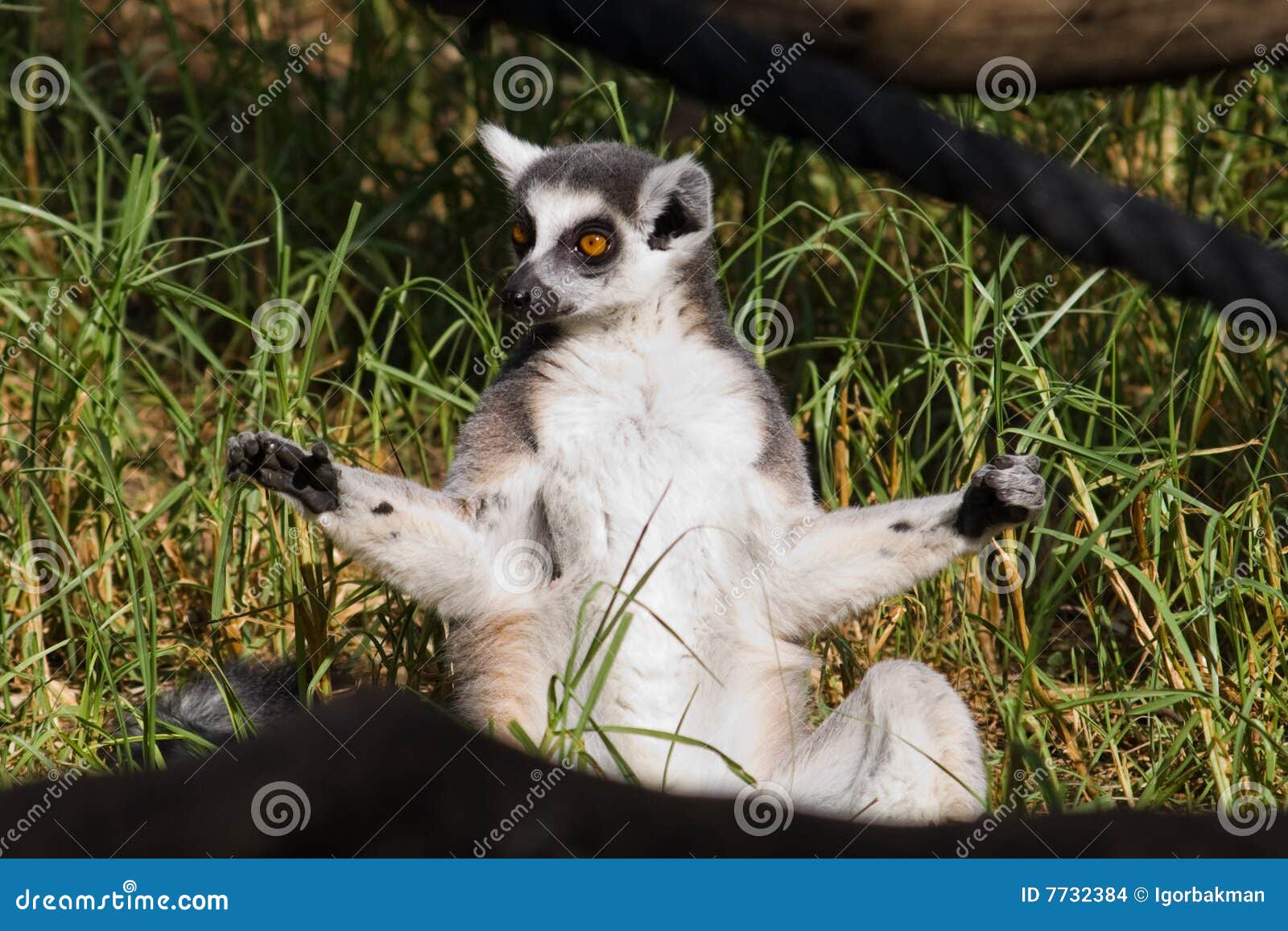 Meditar El Lémur Imagen. Imagen: 7732384