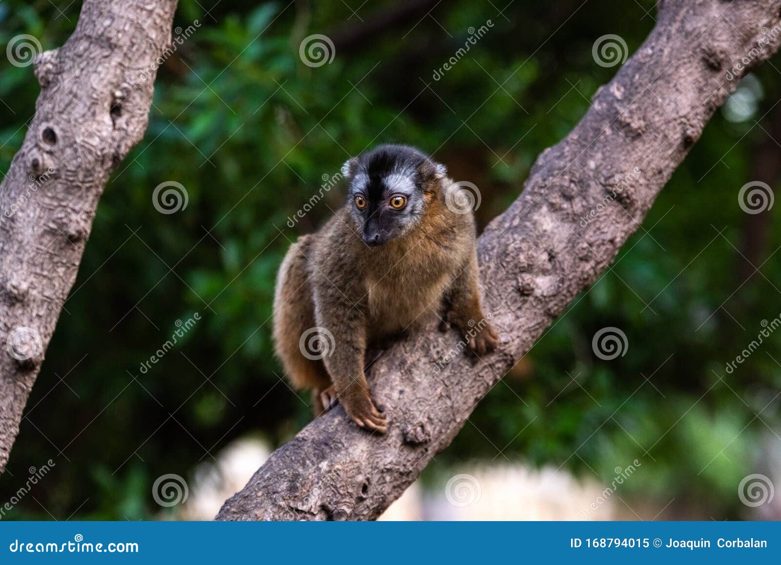 Lemur Mongoose, Eulemur Mongoz Lemuridae, Resting on a Branch in a ...