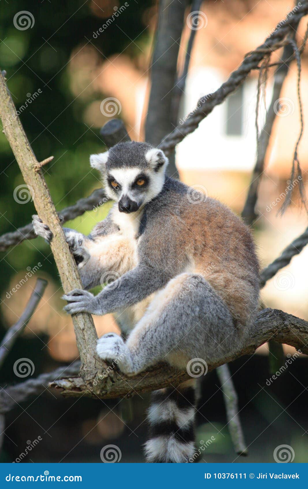 Lemur monkey stock image. Image of monkey, tropical, bustling - 10376111