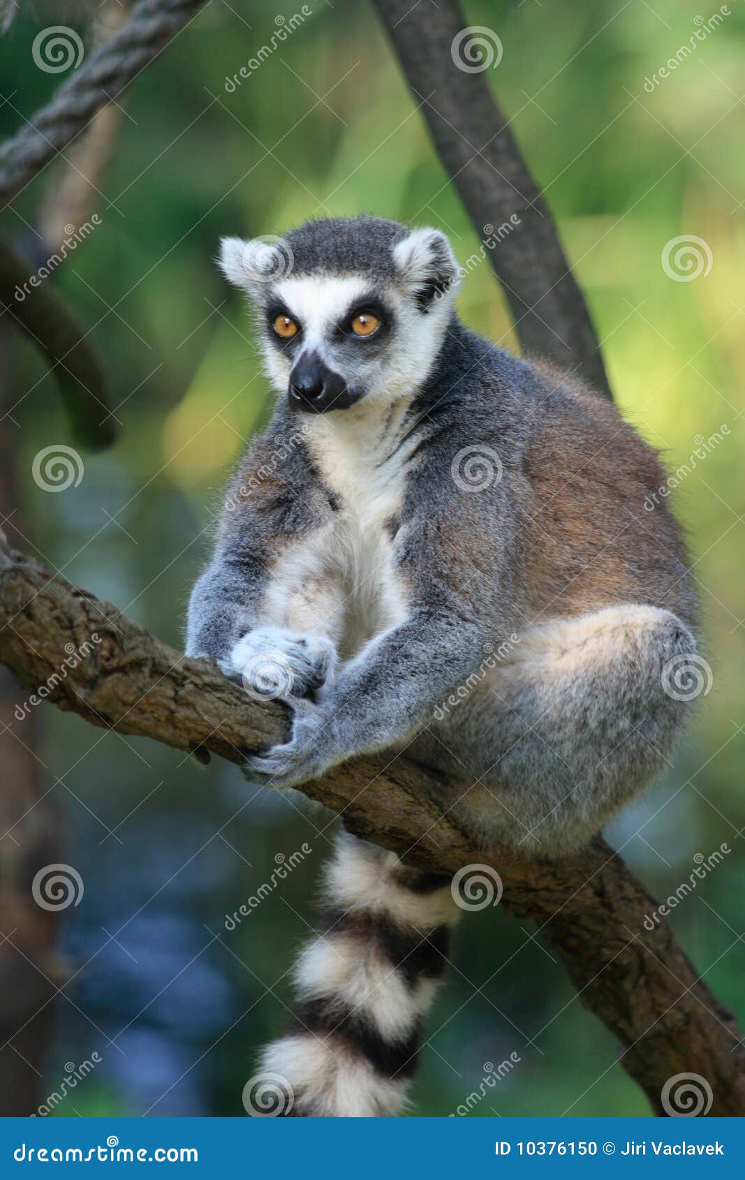 Lemur monkey stock photo. Image of tail, bustling, fussy - 10376150