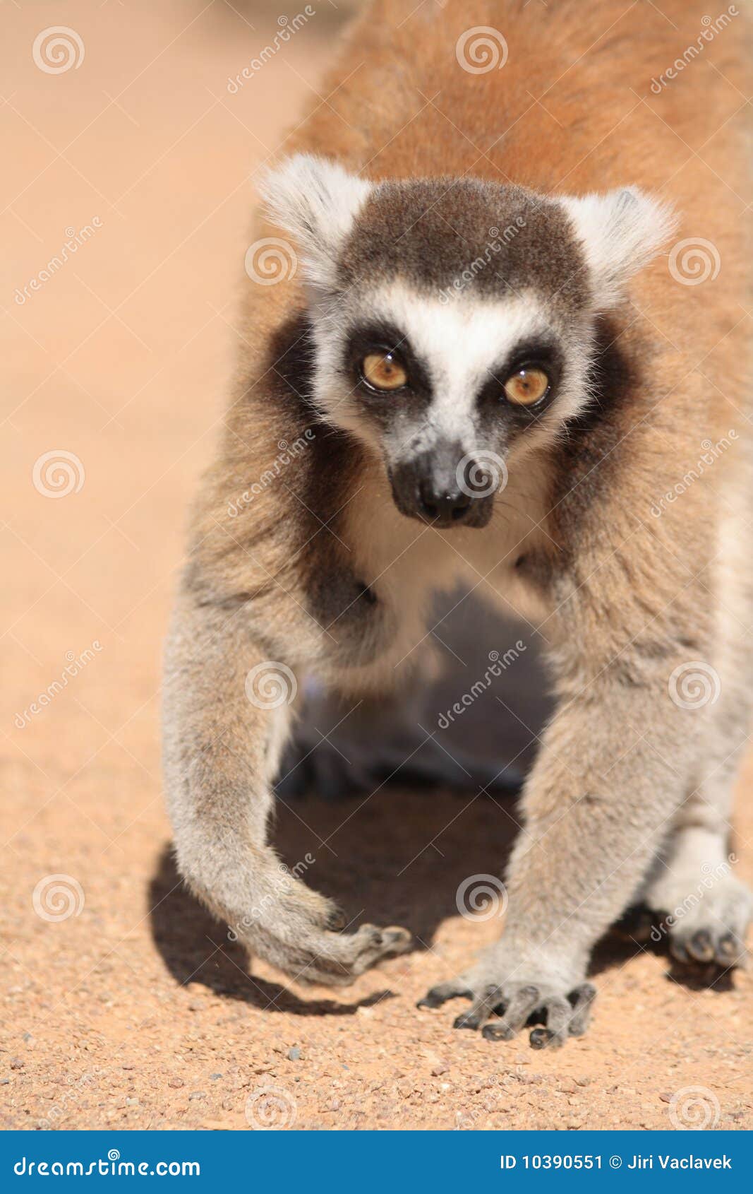 Lemur monkey stock image. Image of fussy, rain, question - 10390551