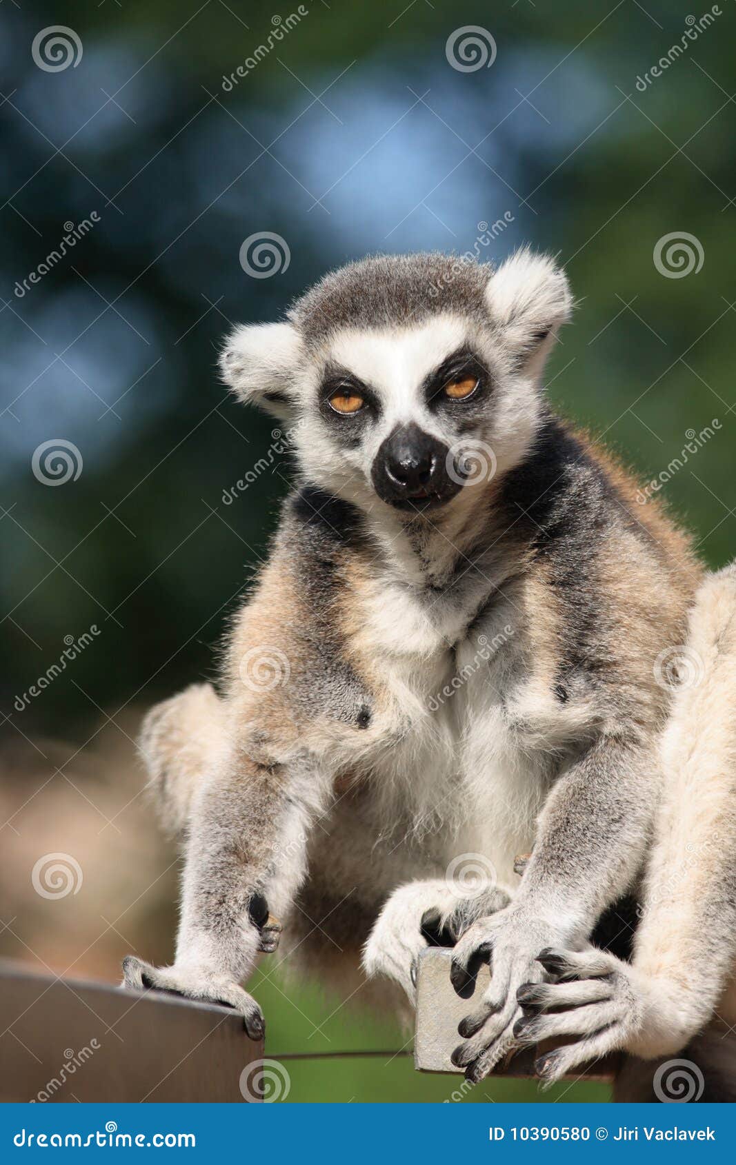 Lemur monkey stock photo. Image of lovely, tail, true - 10390580