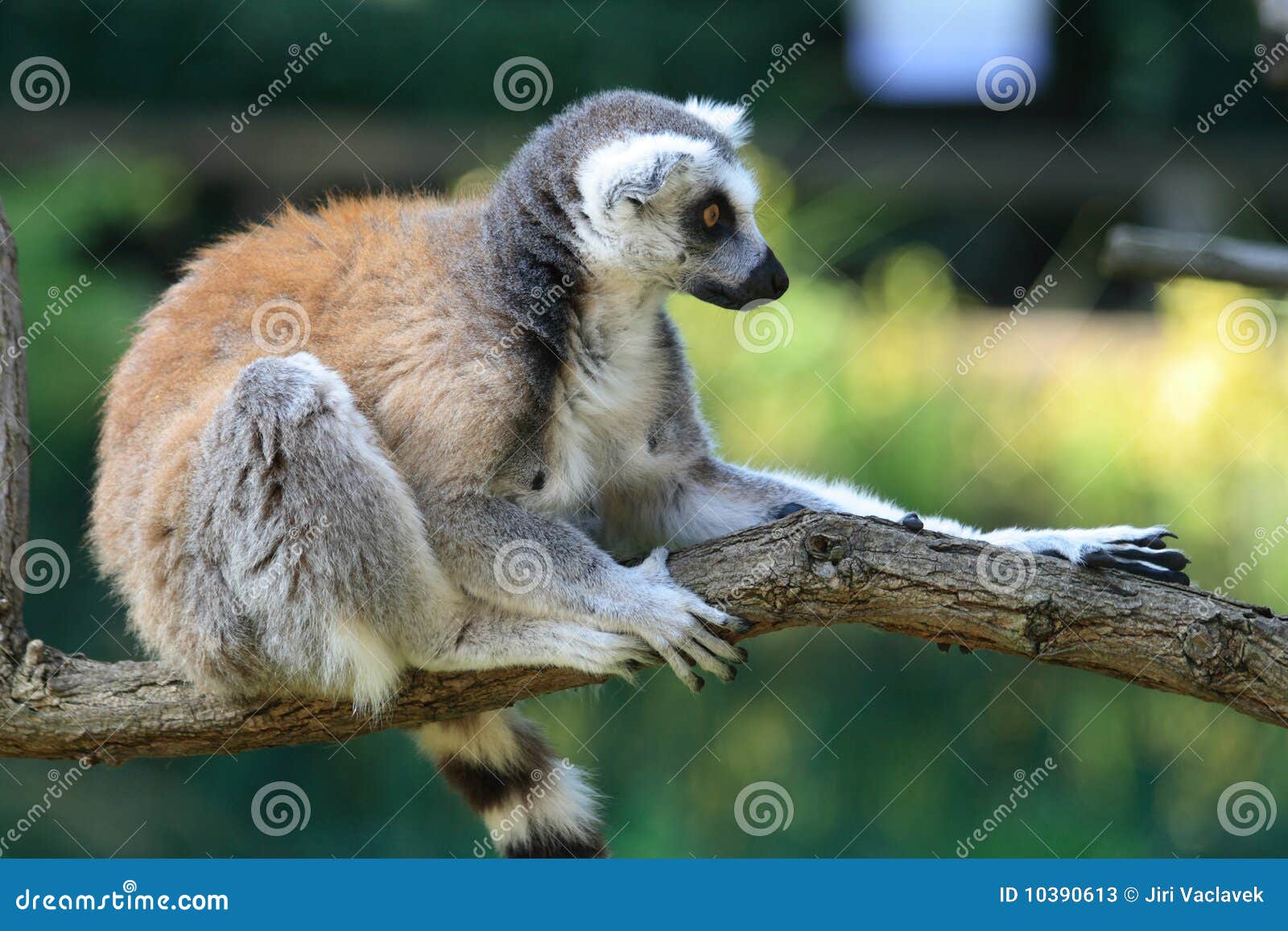 Lemur monkey stock image. Image of grass, tropical, animals - 10390613