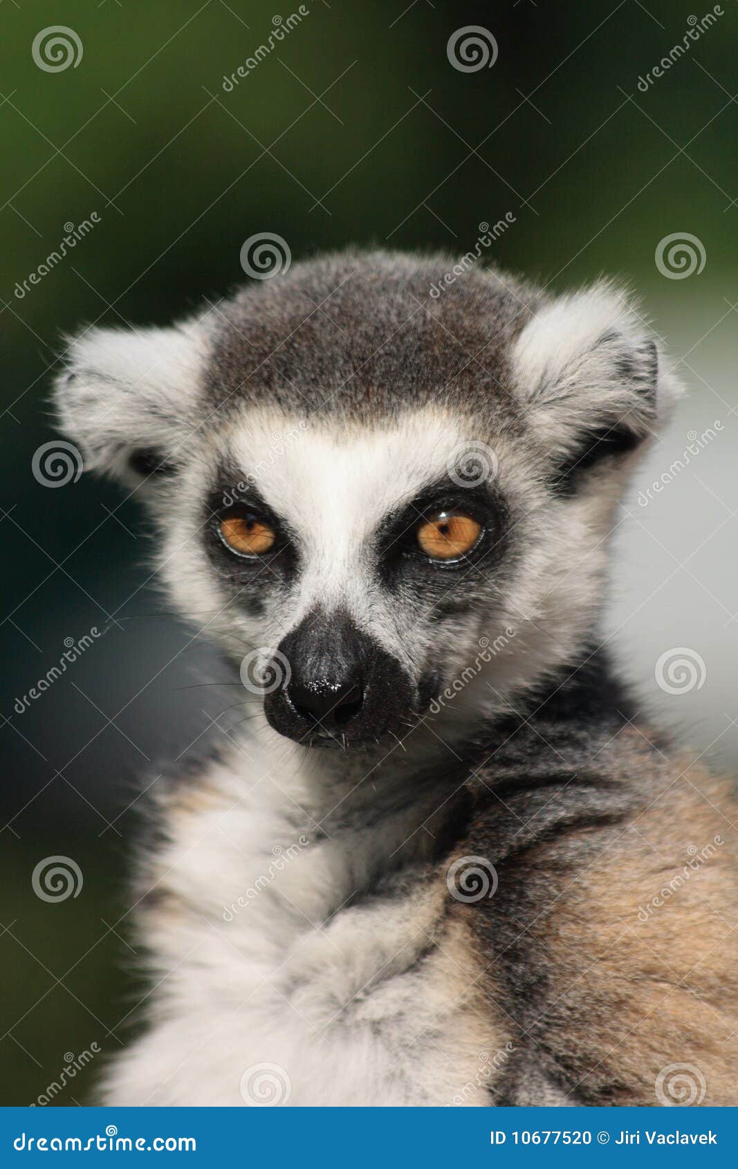 Lemur monkey stock photo. Image of alert, animals, primates - 10677520
