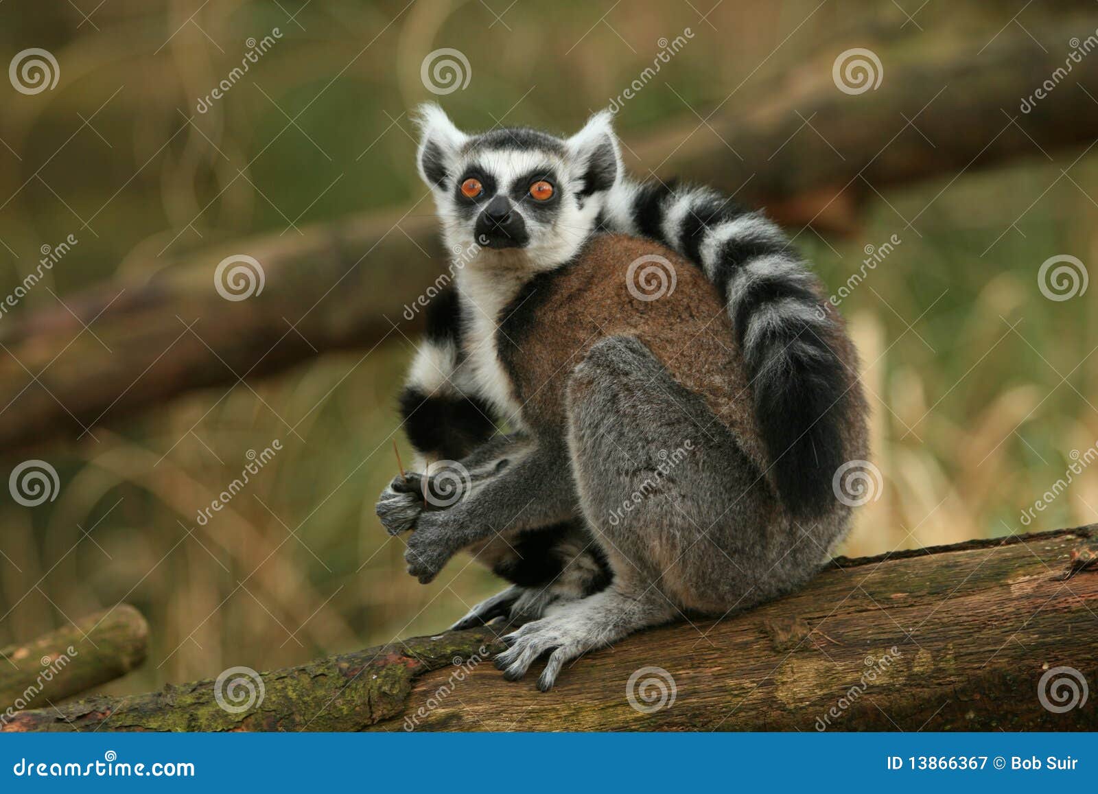 Lemur monkey stock image. Image of nature, fluffy, mammal - 13866367