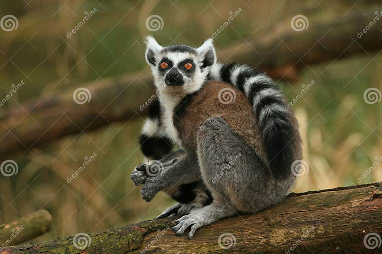 Lemur monkey stock image. Image of eyes, monkey, behavior - 13866367
