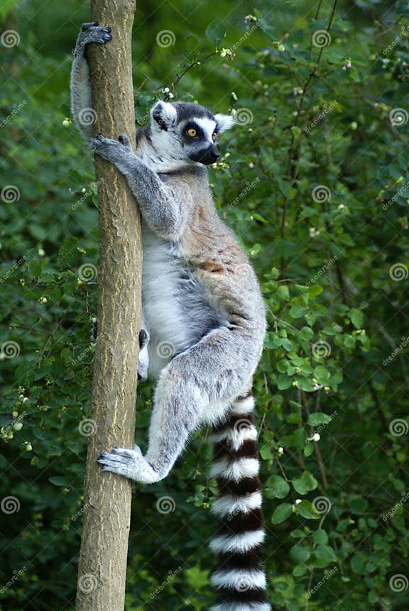 Lemur monkey stock image. Image of staring, hungry, black - 14007991