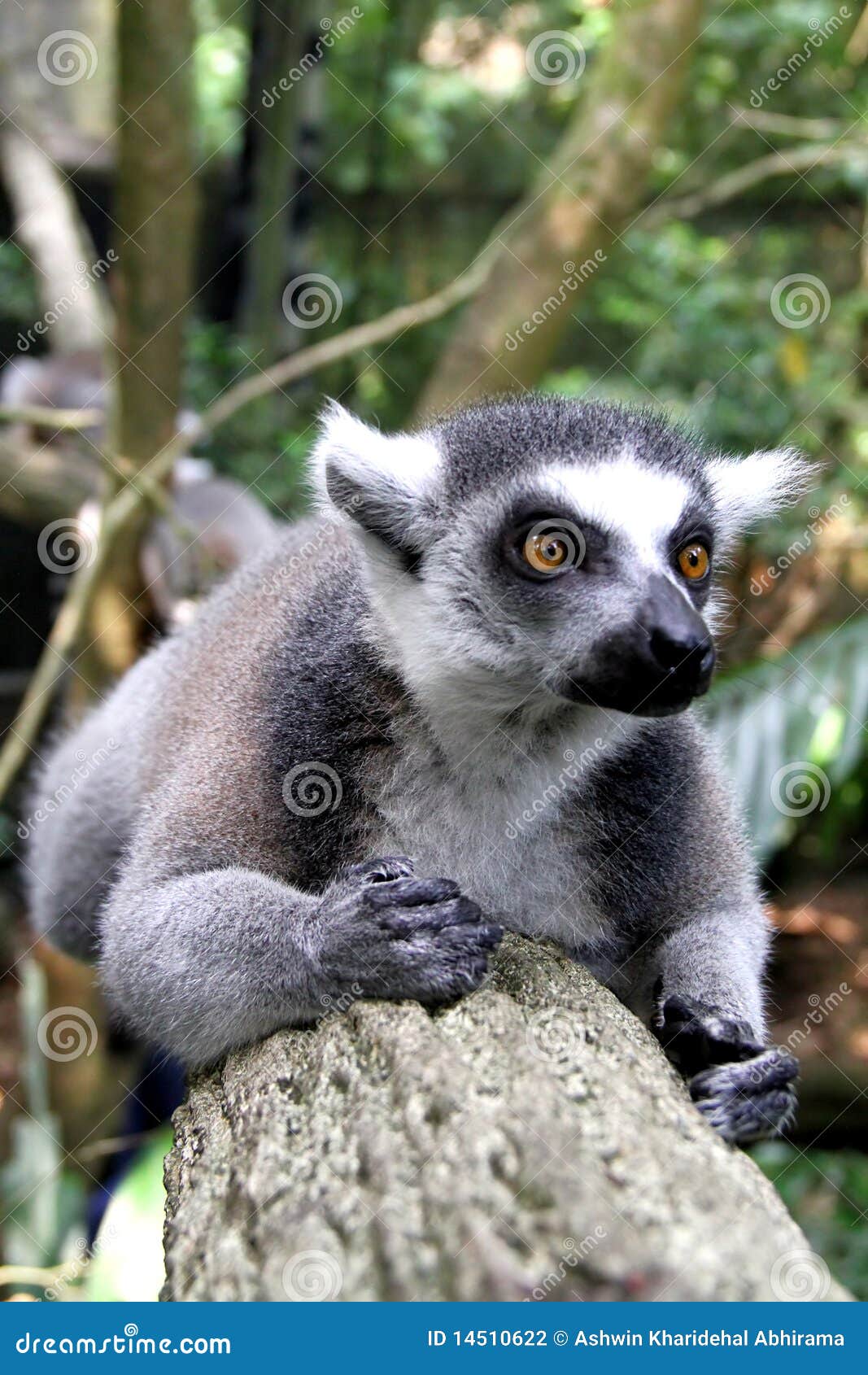 Lemur Monkey stock photo. Image of bustling, pretty, humor - 14510622