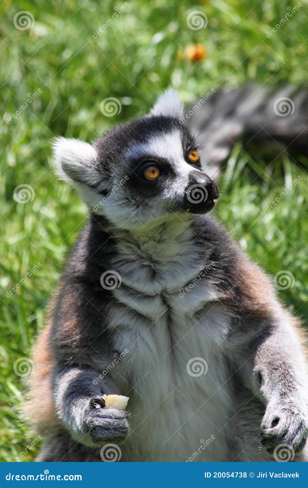 Lemur monkey stock photo. Image of forest, animals, lovely - 20054738