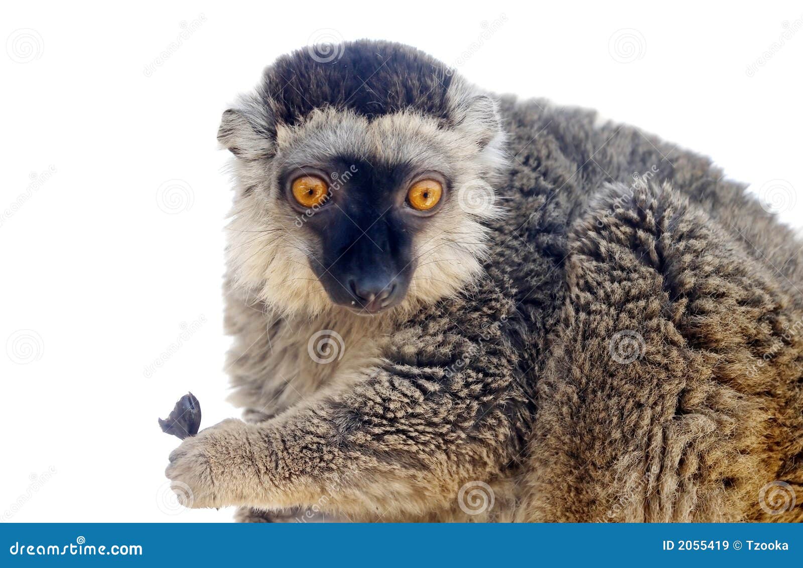 Lemur monkey stock image. Image of animal, maki, white - 2055419