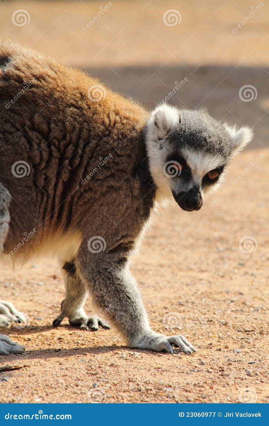 Lemur monkey stock image. Image of wild, fanny, nature - 23060977