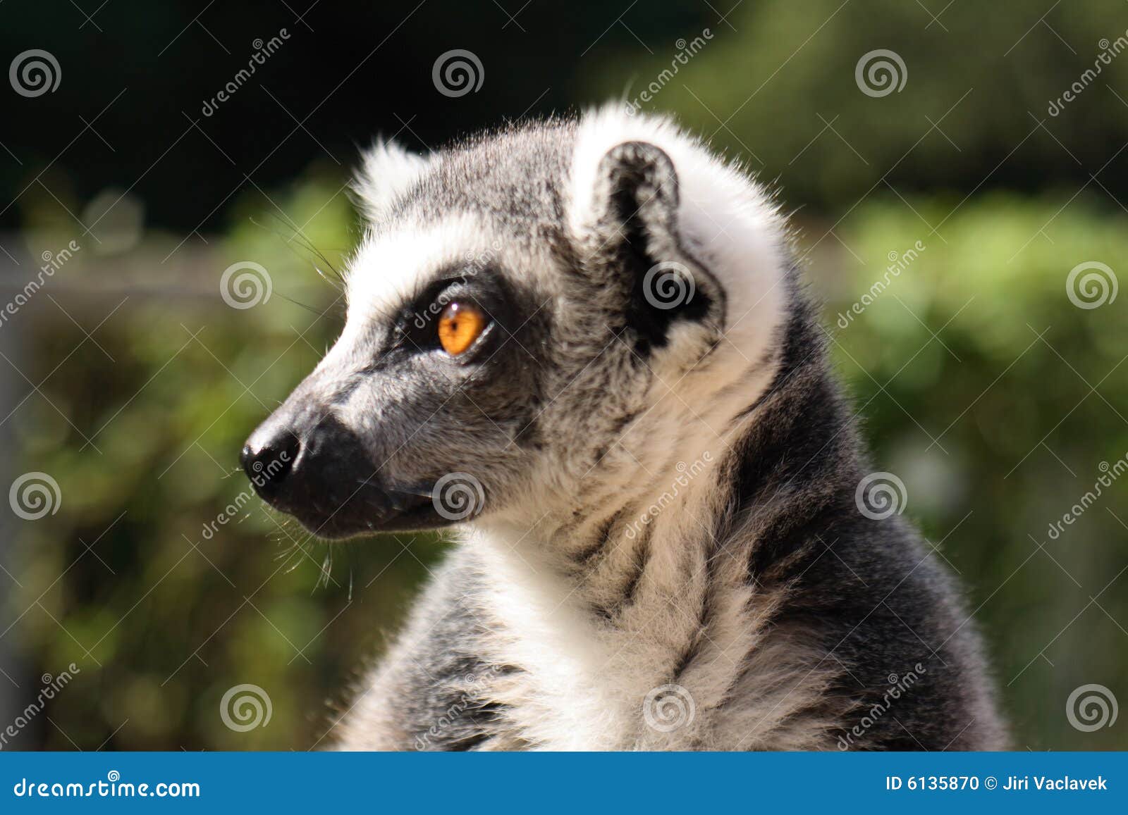 Lemur Monkey Picture. Image: 6135870