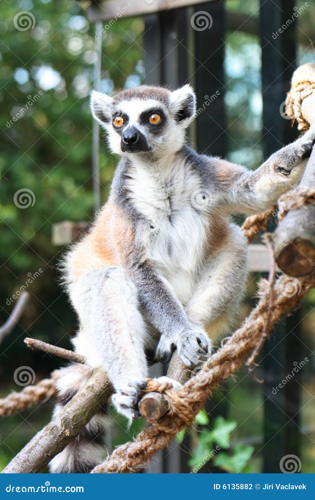 Lemur monkey stock photo. Image of madagascar, fussy, jungle - 6135882